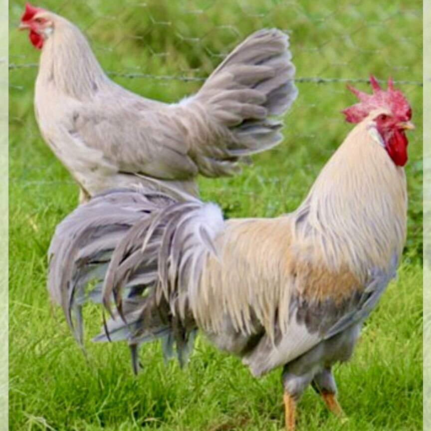 Инкубационное яйцо