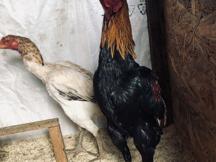 Бойцовский петух