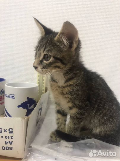 Котенок ищет семью. Девочка