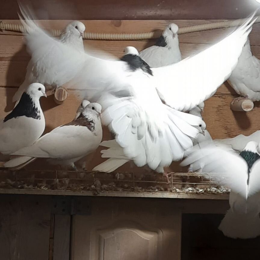 Продажа голубей