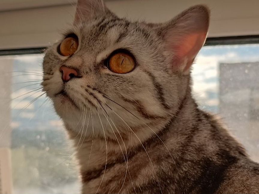 Кошка полубританка