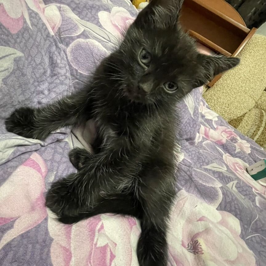 Котёнок в добрые руки