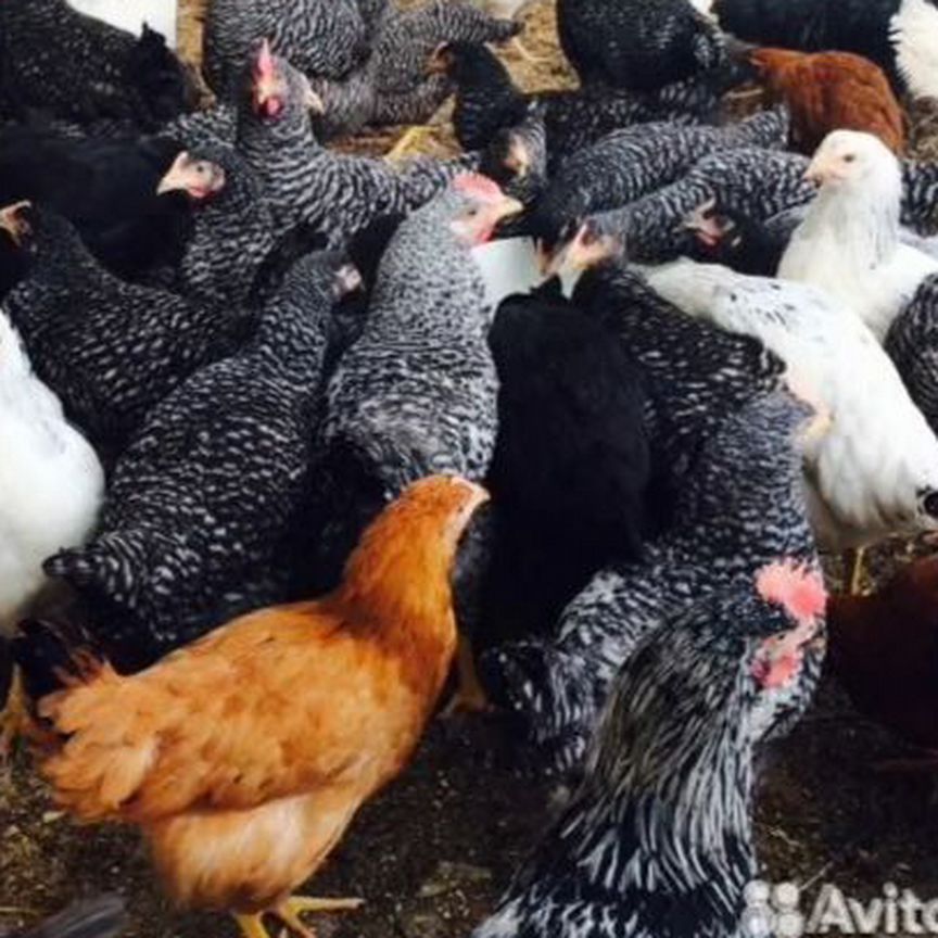 Куры молодки