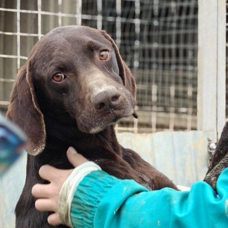 Курцхаар, взрослый пёс