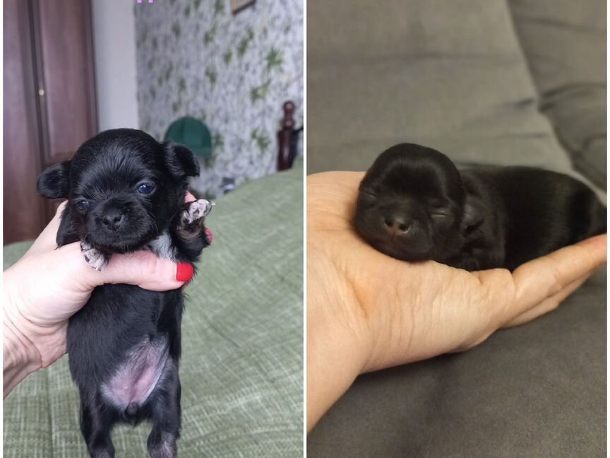 Продам щенков чихуахуа