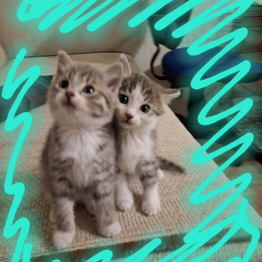 Котята мальчики в одну семью