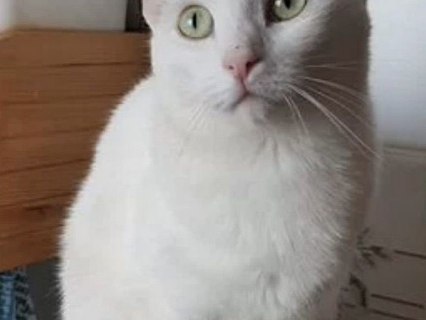 Белая кошка ищет дом