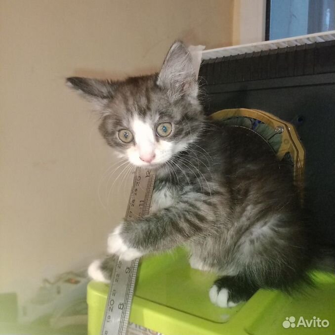 Малыш-котик ищет заботливых хозяев