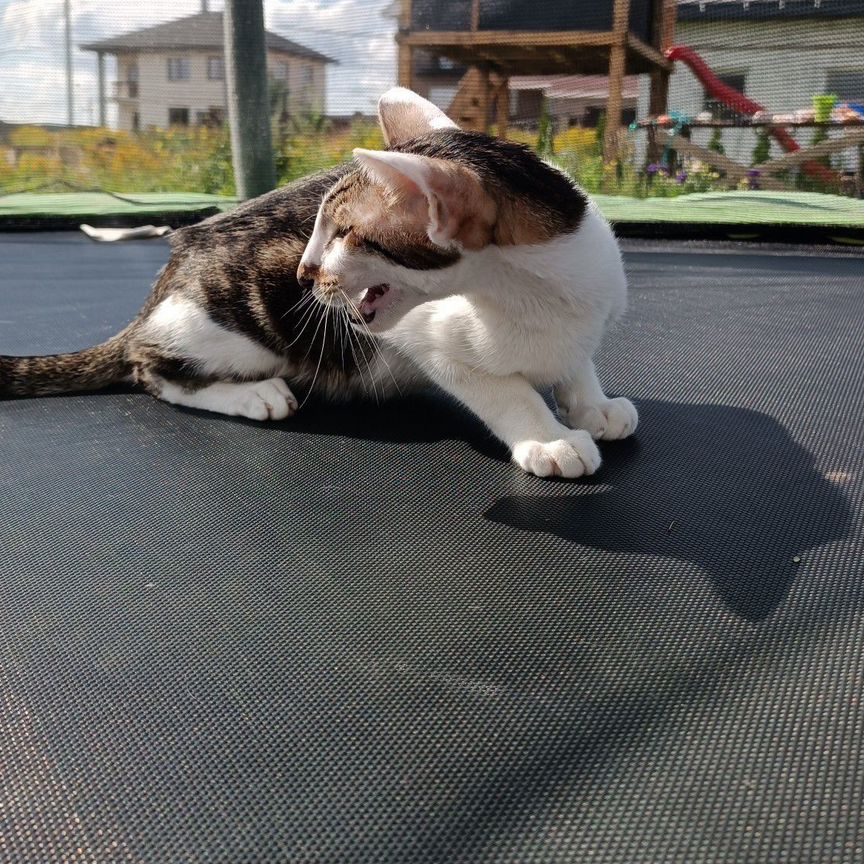 Ориентальные котята