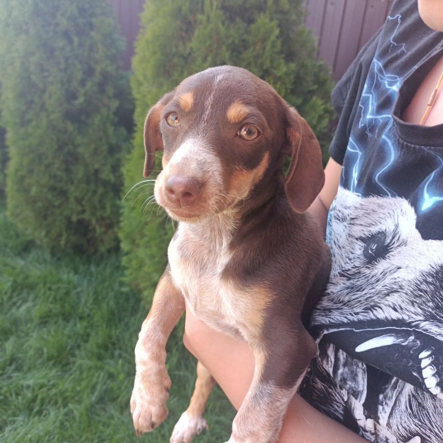 Щенок милота