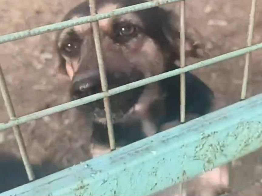 Собака в добрые руки