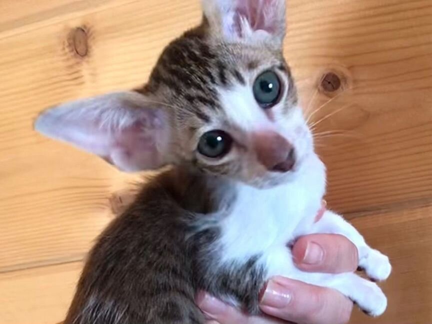 Ориетальные котята