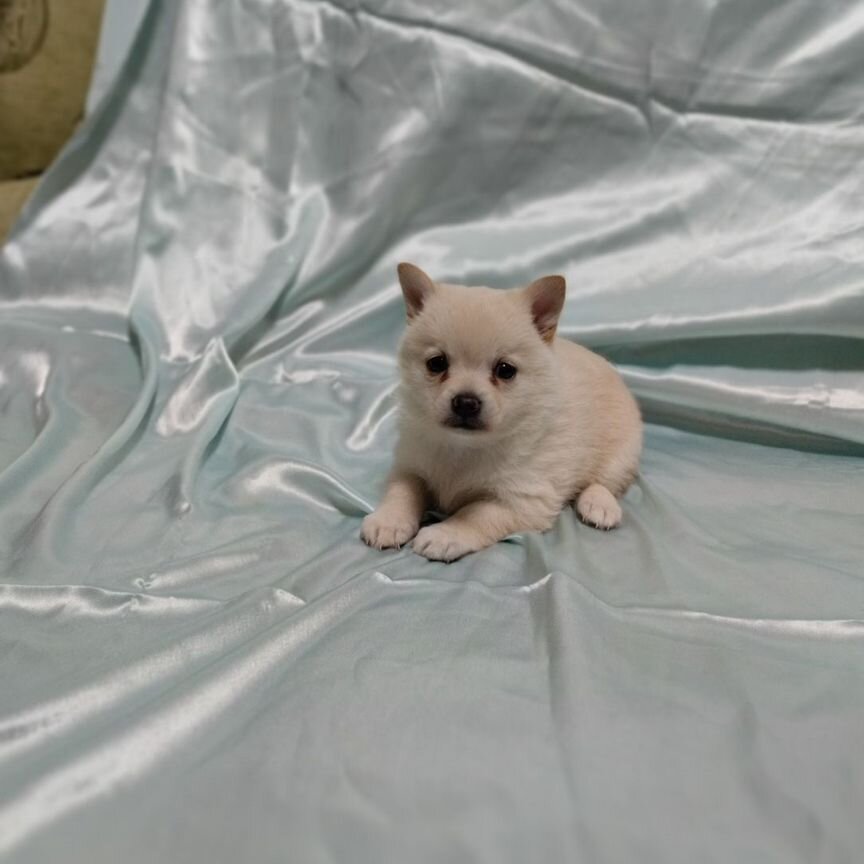 Чихуахуа девочка