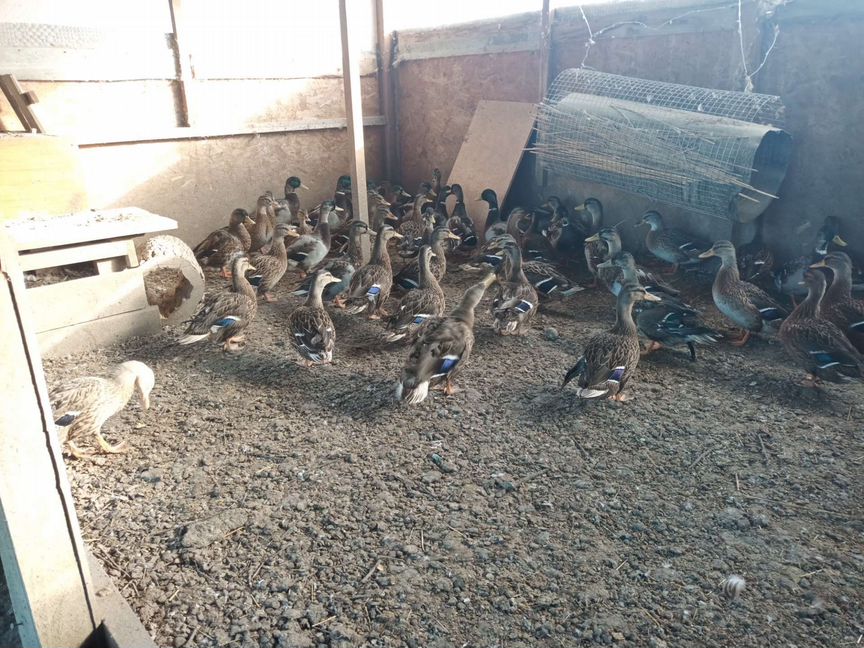 Утка кряква подсадная