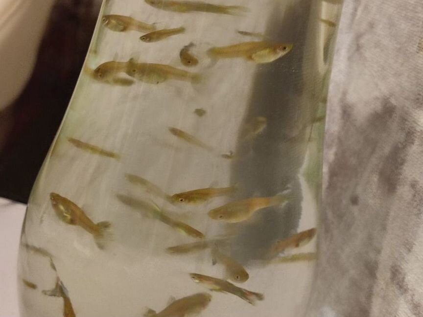 Отдам рыбок Гуппи