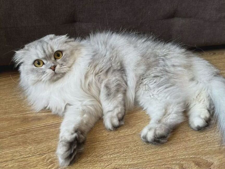 Кошка