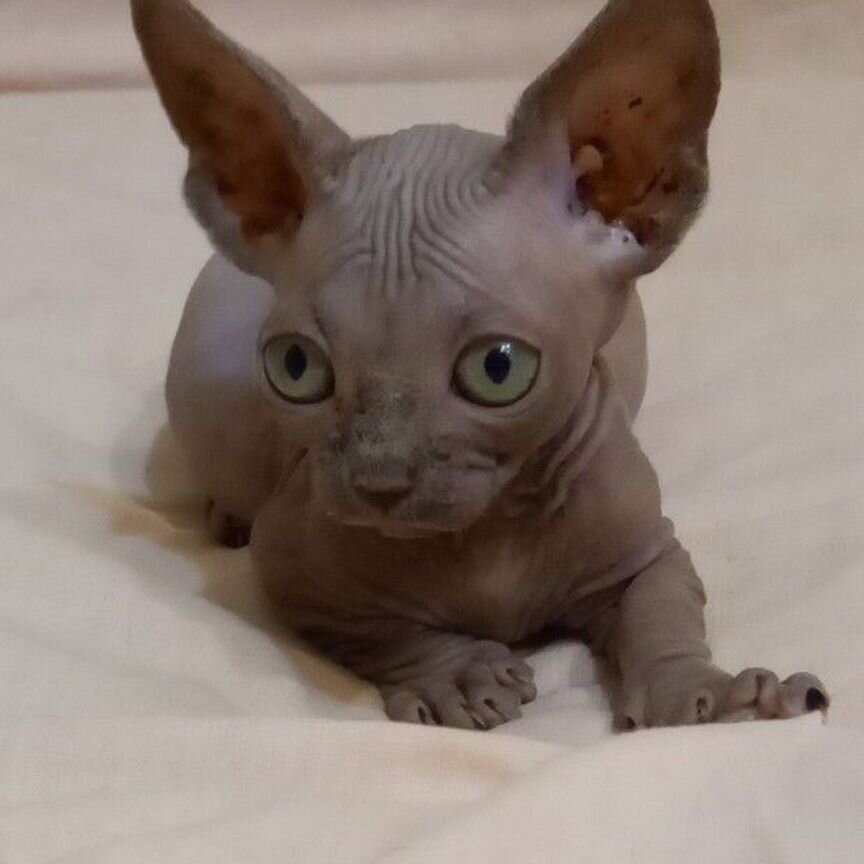 Бамбино котенок