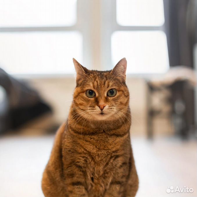 Малышка ждет любящих котородителей