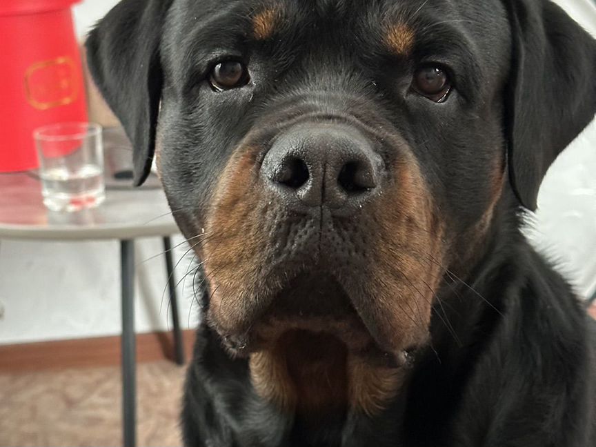 Случка собак