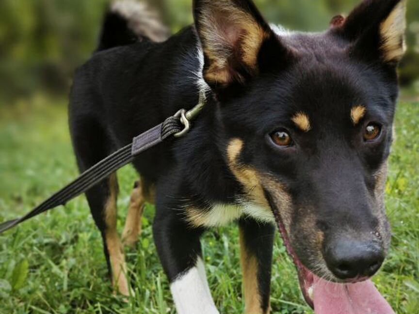 Собака в добрые руки отдам бесплатно