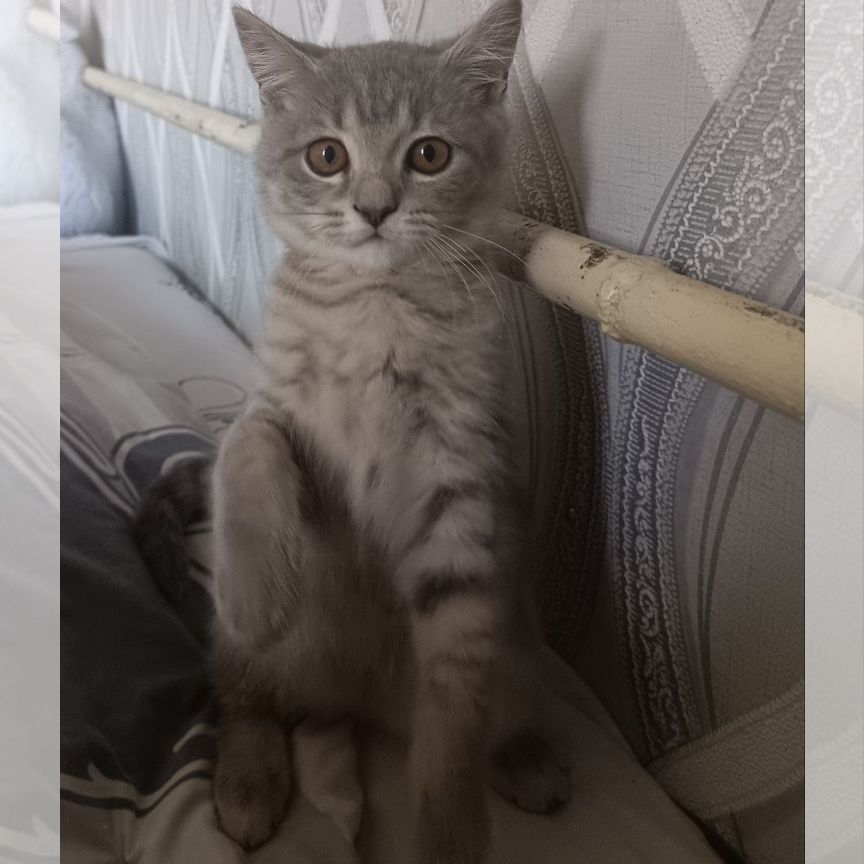 Отдам кота в добрые руки бесплатно