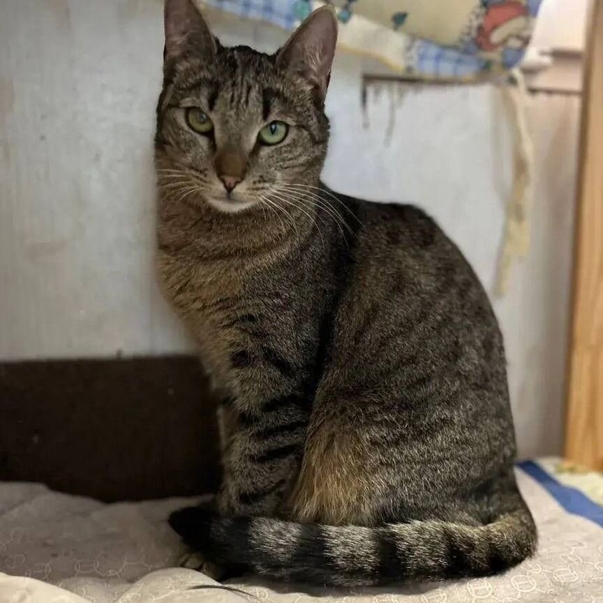 Взрослая, кошка в добрые руки