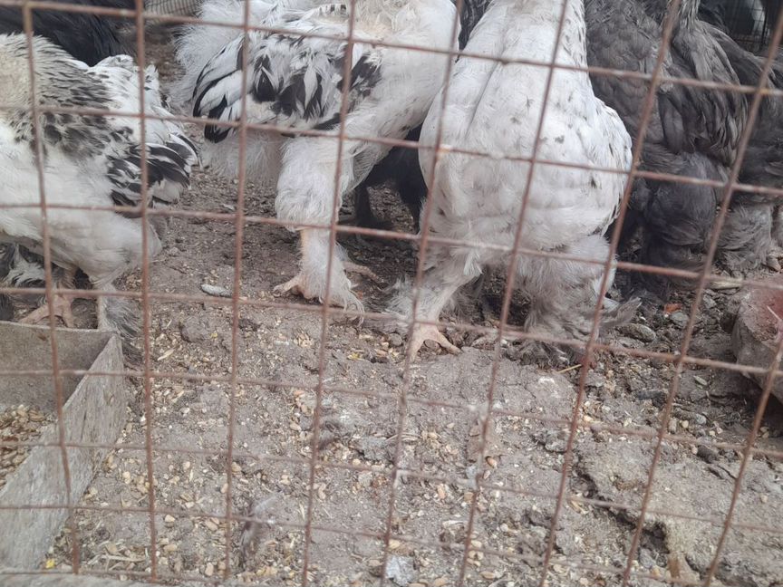 Брама циплята