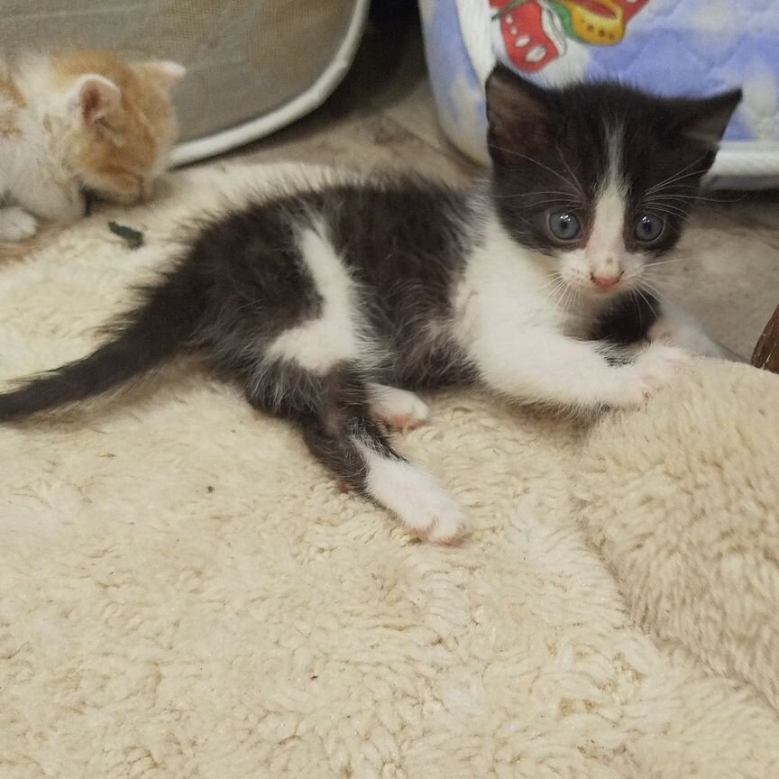 Котята в добрые руки бесплатно