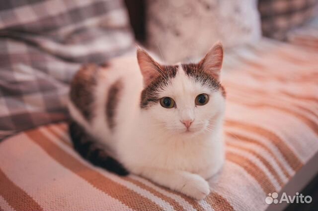 Кошечка Анжелика ищет дом