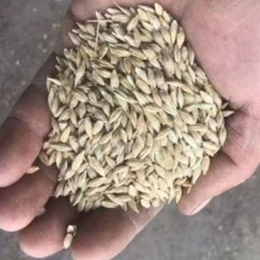 Ячмень прерия всх 97 процентов