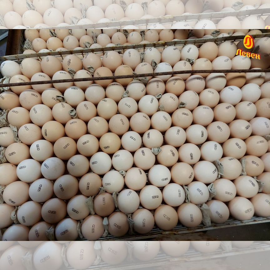 Импортное инкубационное яйцо кобб 500 и Росс 308