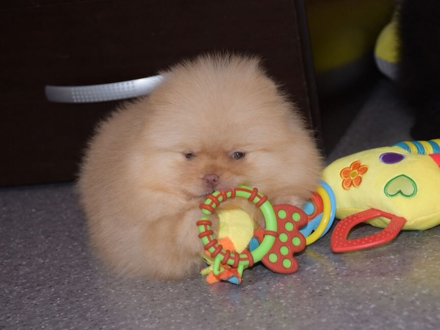 Померашка мишка мальчик