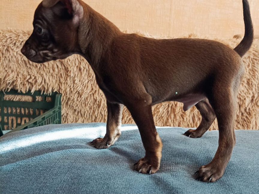 Собака Русский той-терьер