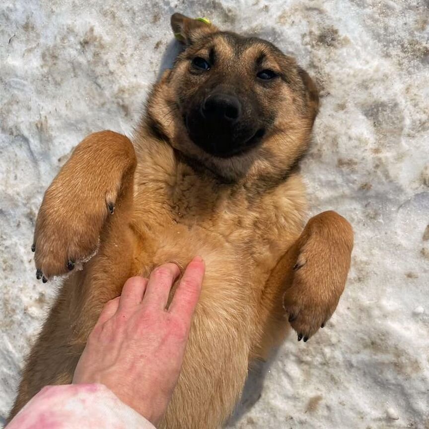 Отдам в добрые руки