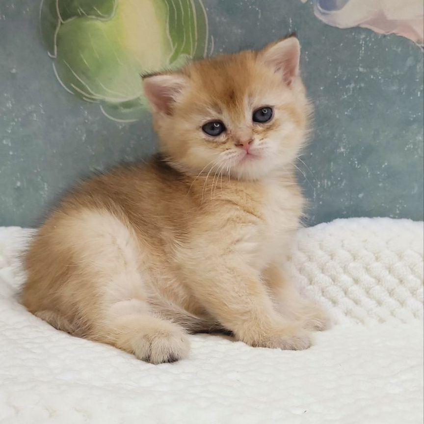 Золотые котята шиншиллята