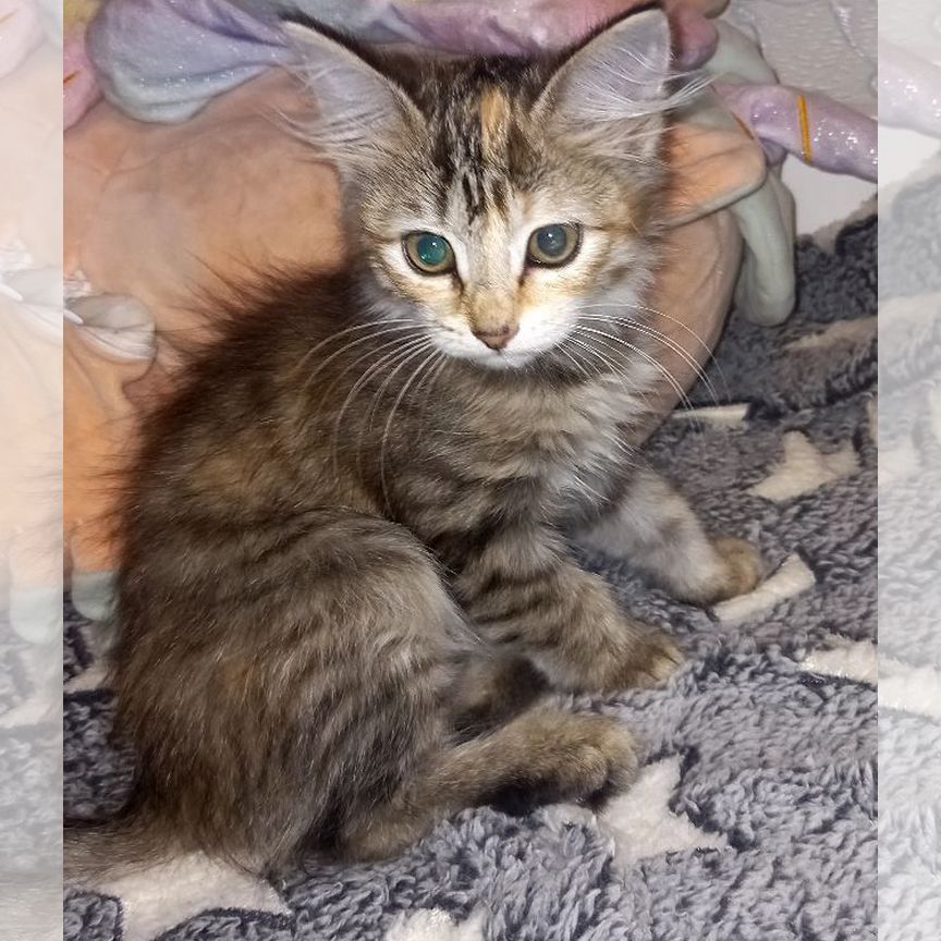 Котёнок