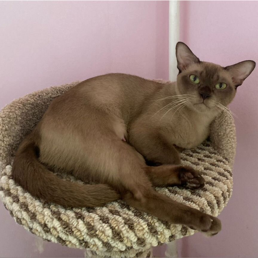 Бурманская кошечка