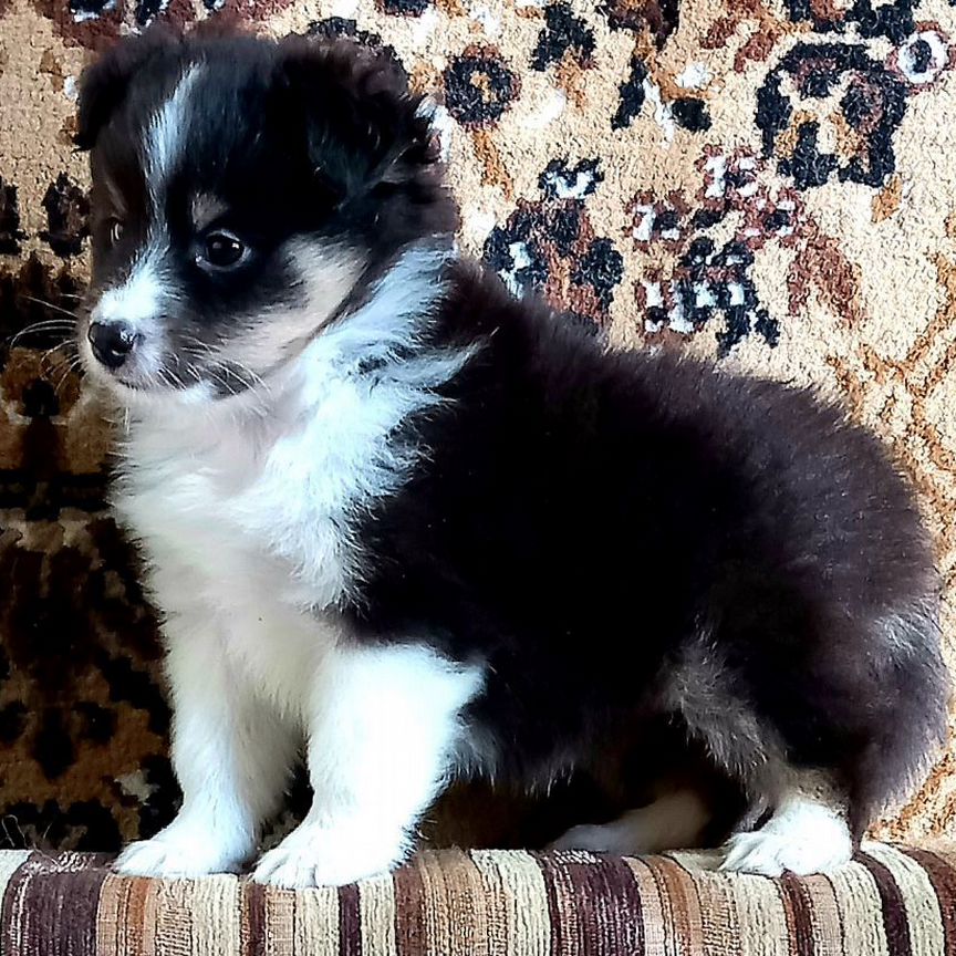 Тришка шелти