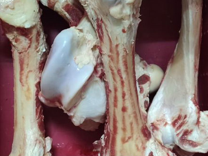 Кости говяжьи (бесплатно)