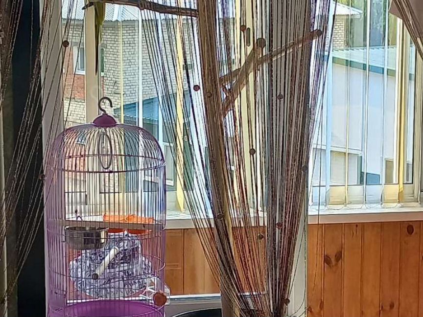 Ожереловый попугай с клеткой