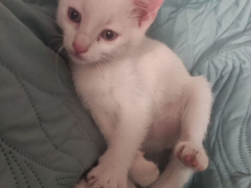 Белый котенок