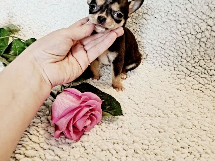 Чихуахуа девочки micro и