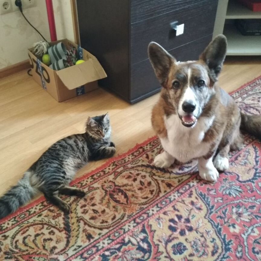 Вельш Корги Кардиган, взрослый пёс