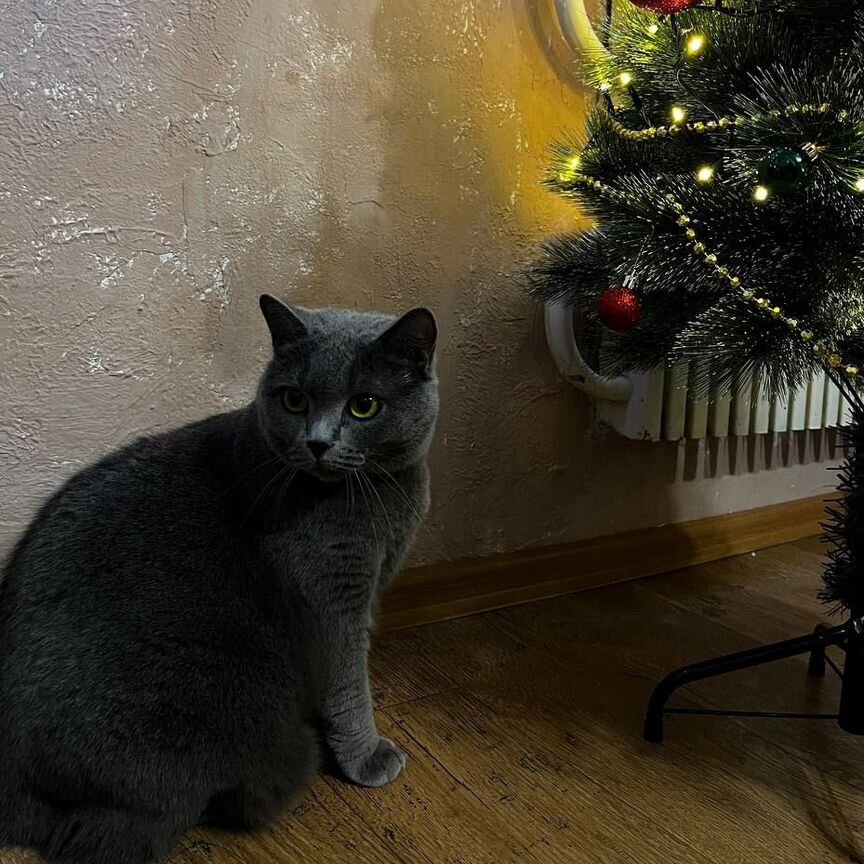 Британская короткошёрстная, взрослая кошка