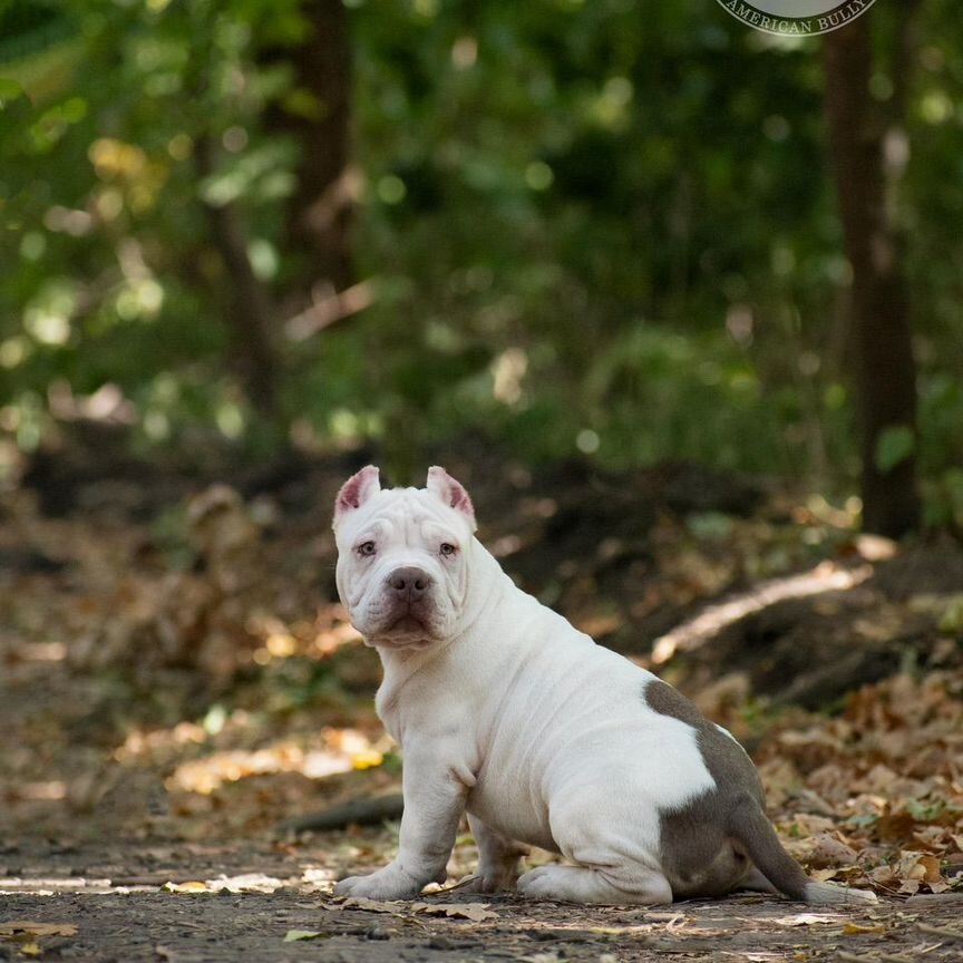 Щенок Американский булли