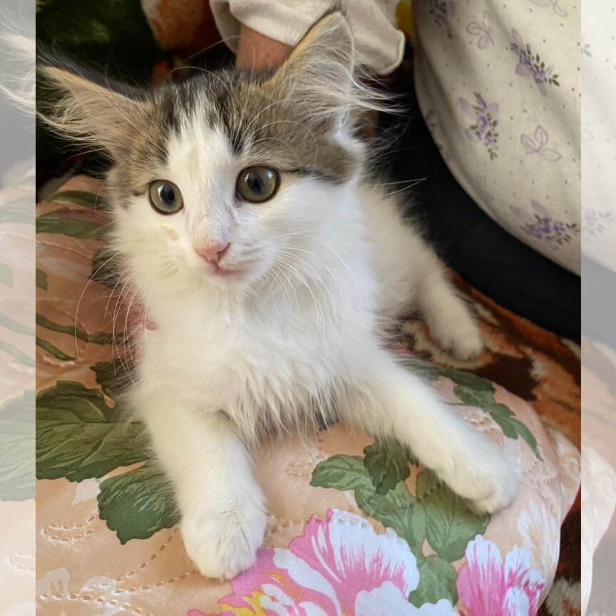 Кошечка стерилизованная домашняя