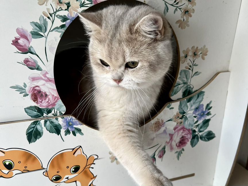 Британец голубое золото