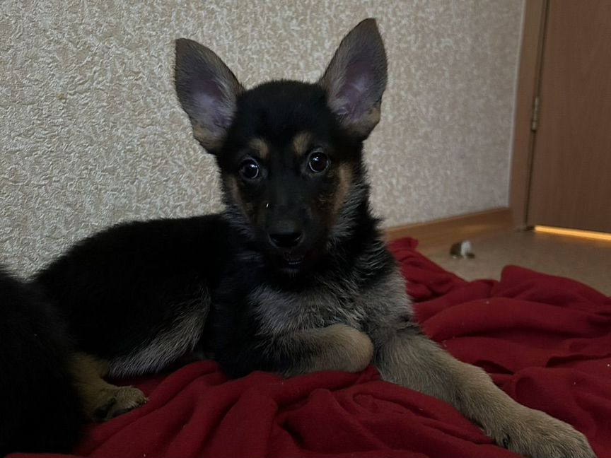 Щеночки овчарки