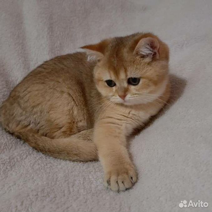 Золотые котики привитые