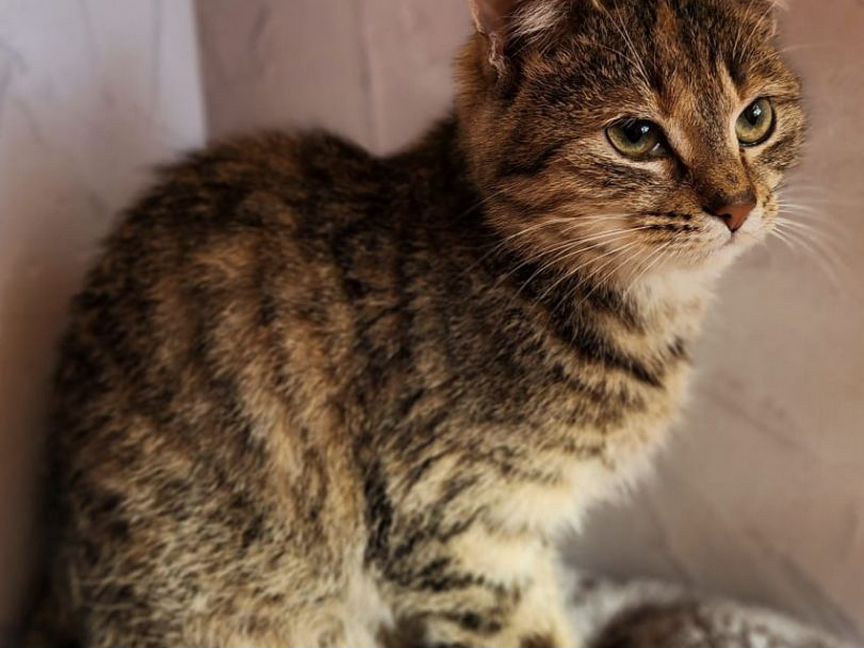 Котенок девочка